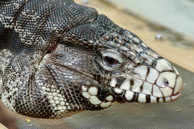 Argentine Black And White Tegu Vs Red Tegu: Which is Better?
