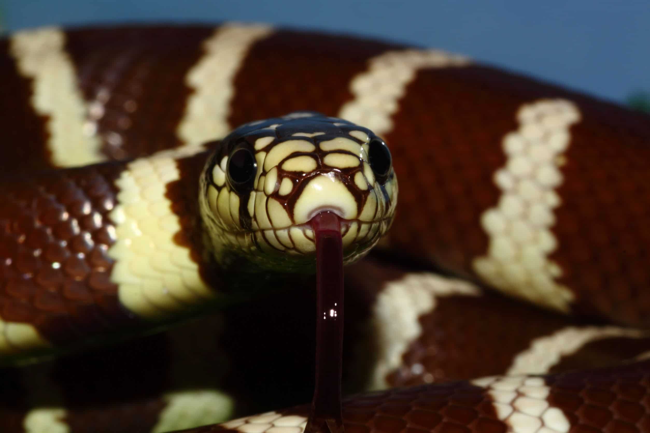 How Big Do California Kingsnakes Get? | California Kingsnake Size
