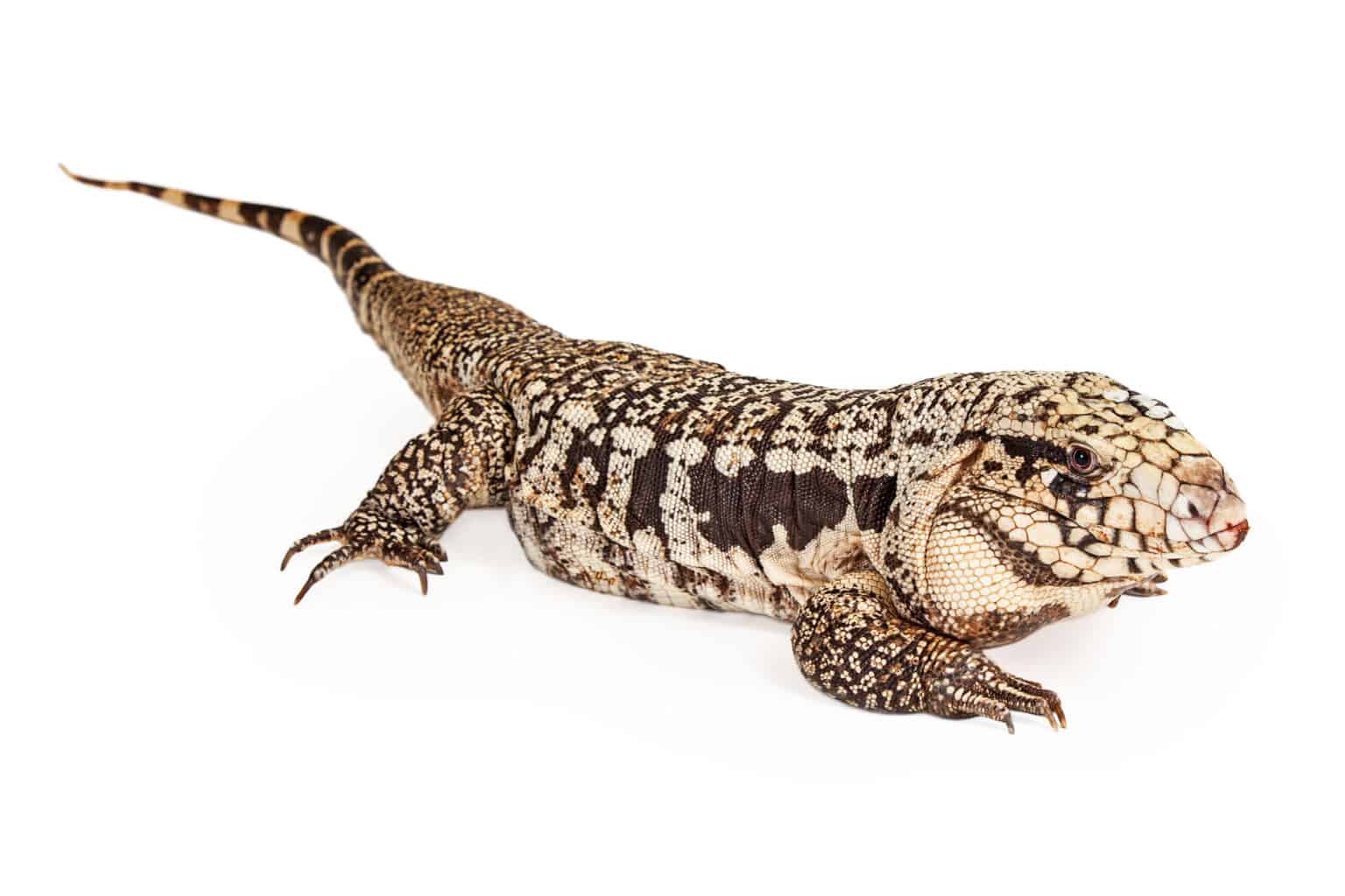 Argentine Black And White Tegu Care | The Ultimate Tegu Care Guide