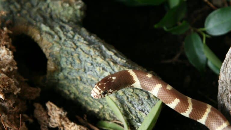 Do California Kingsnakes Make Good Pets and Are They Right For You?