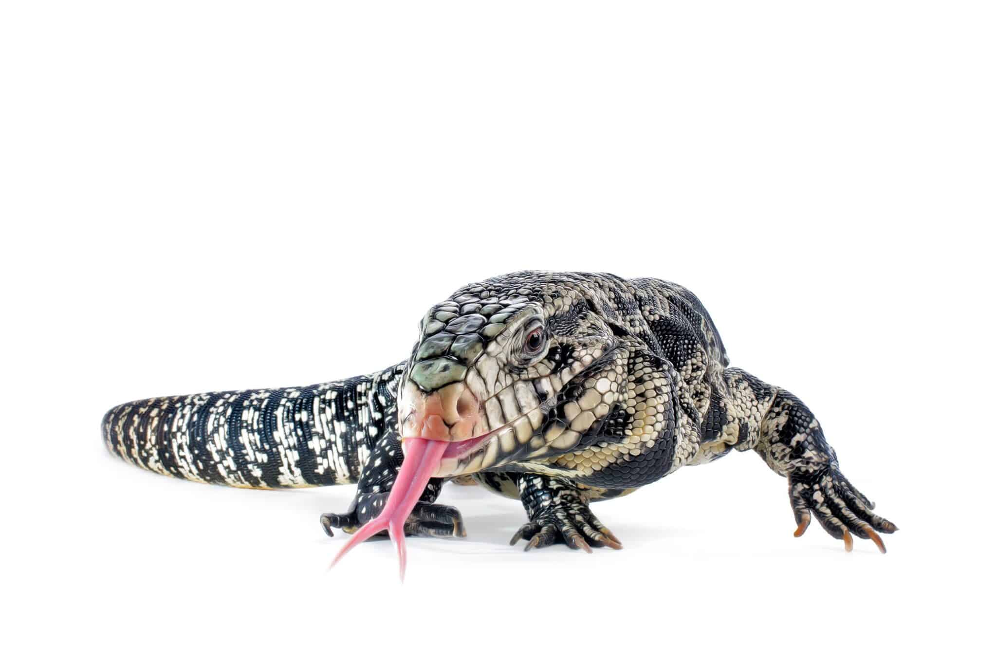 Argentine Tegu Temperature, Lighting, And Humidity Level Guide