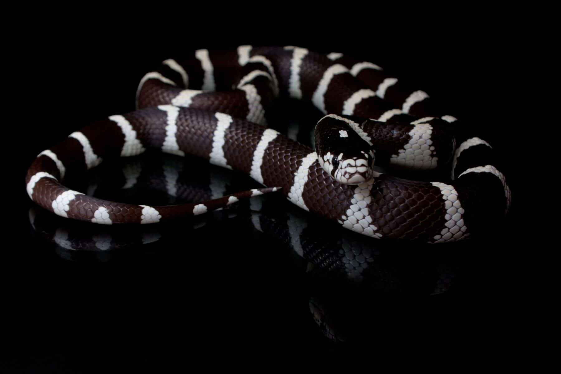 California Kingsnake Enclosure Size | What Size Tank Will You Need?