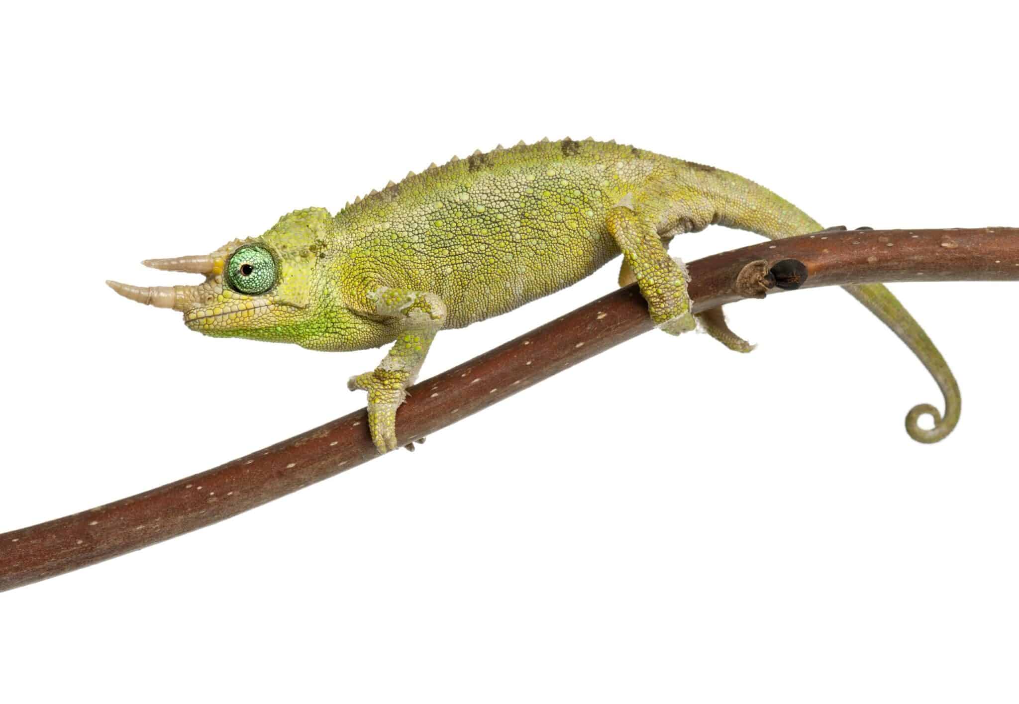 Jackson's Chameleon Size | How Big Do Jackson's Chameleons Get?