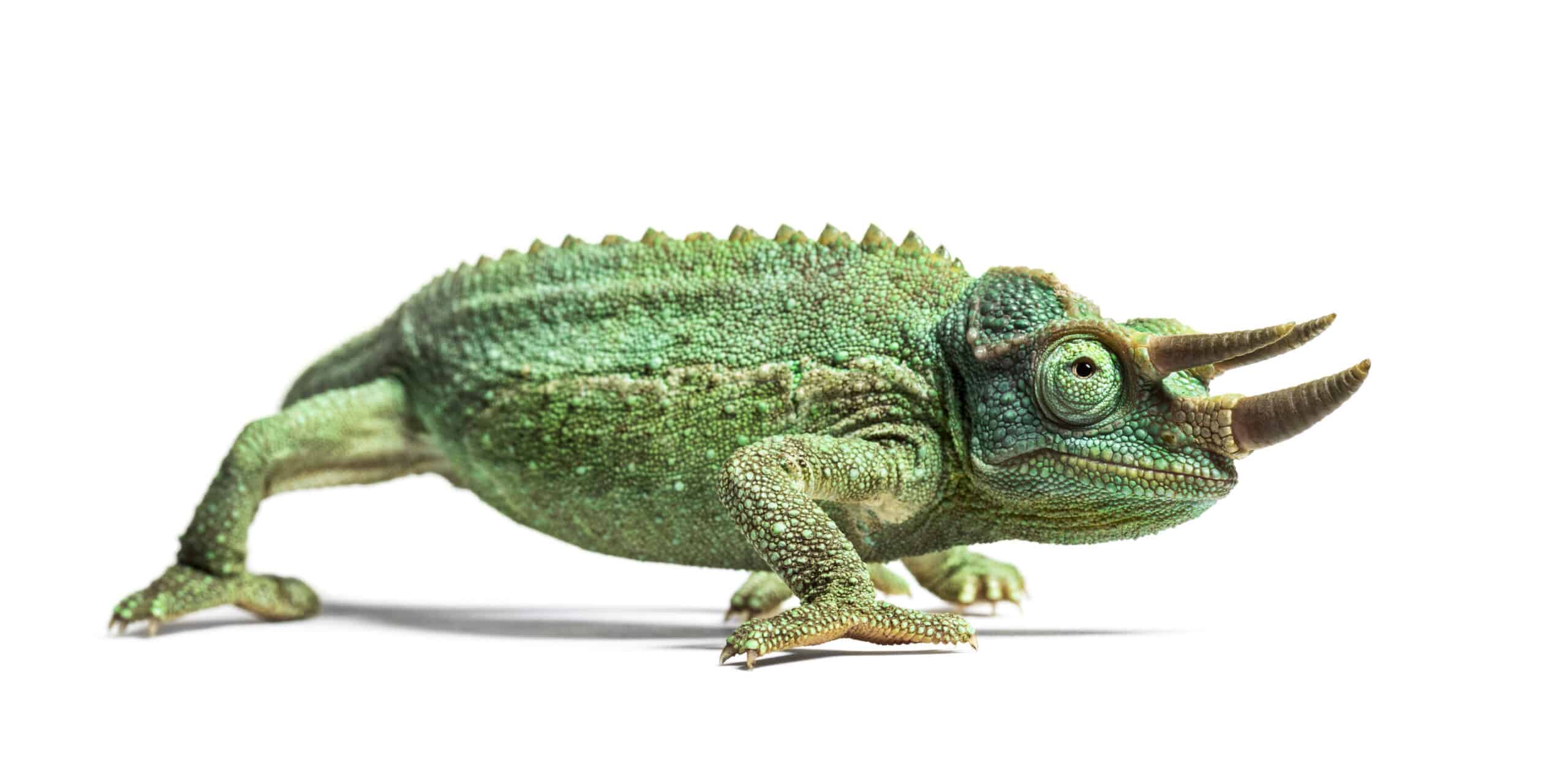 Jackson's Chameleon Temperament | Are Chameleons Friendly?