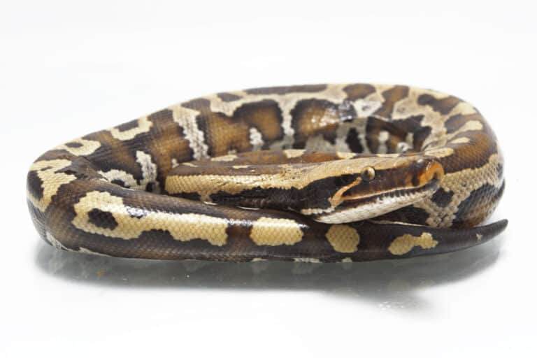 The Ultimate Blood Python Care Guide | Reptile School