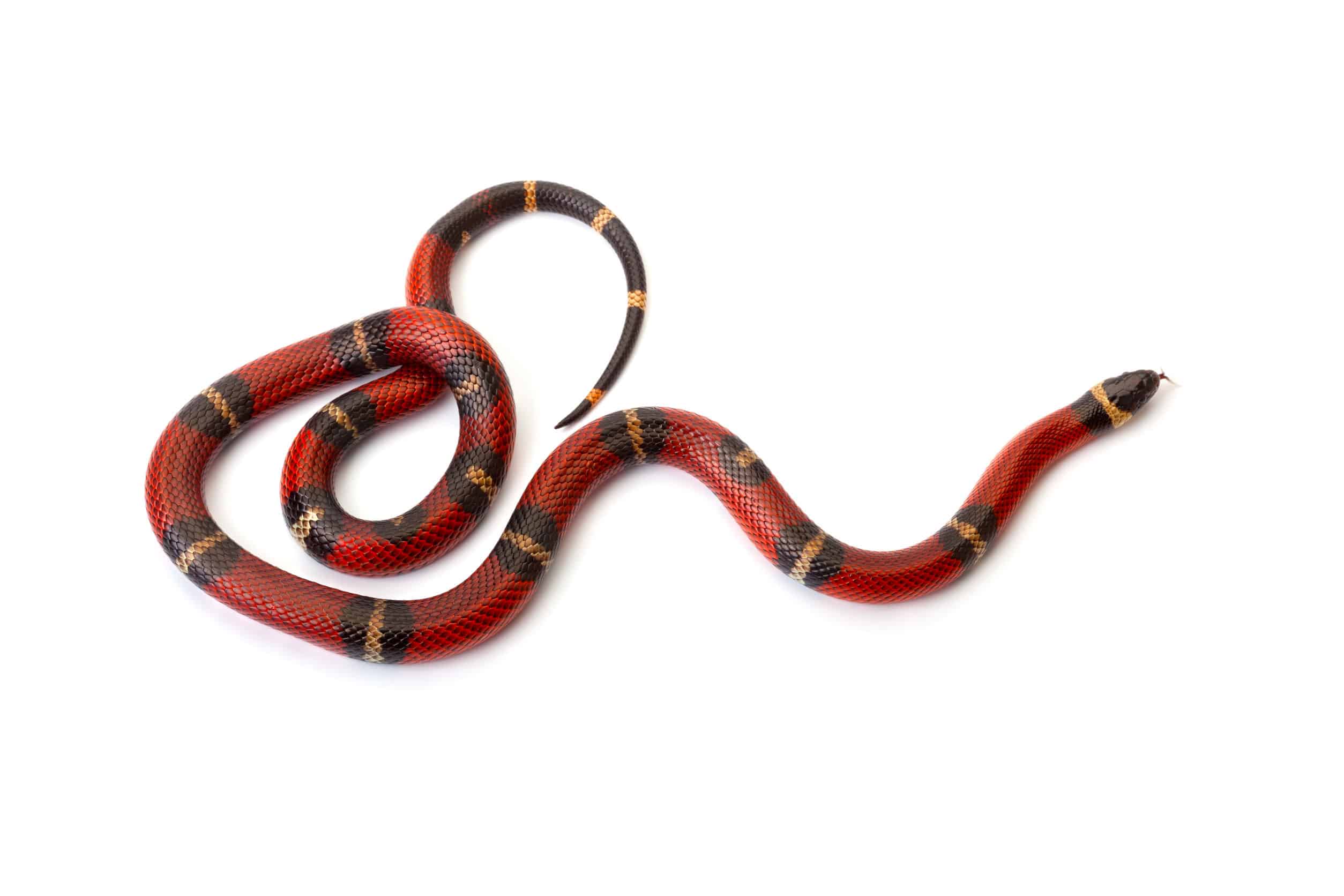 Milksnake Care Guide | How To Care For The Nelson's Milksnake