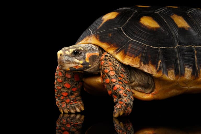 The Complete Red-Footed Tortoise Care Guide | Reptile School