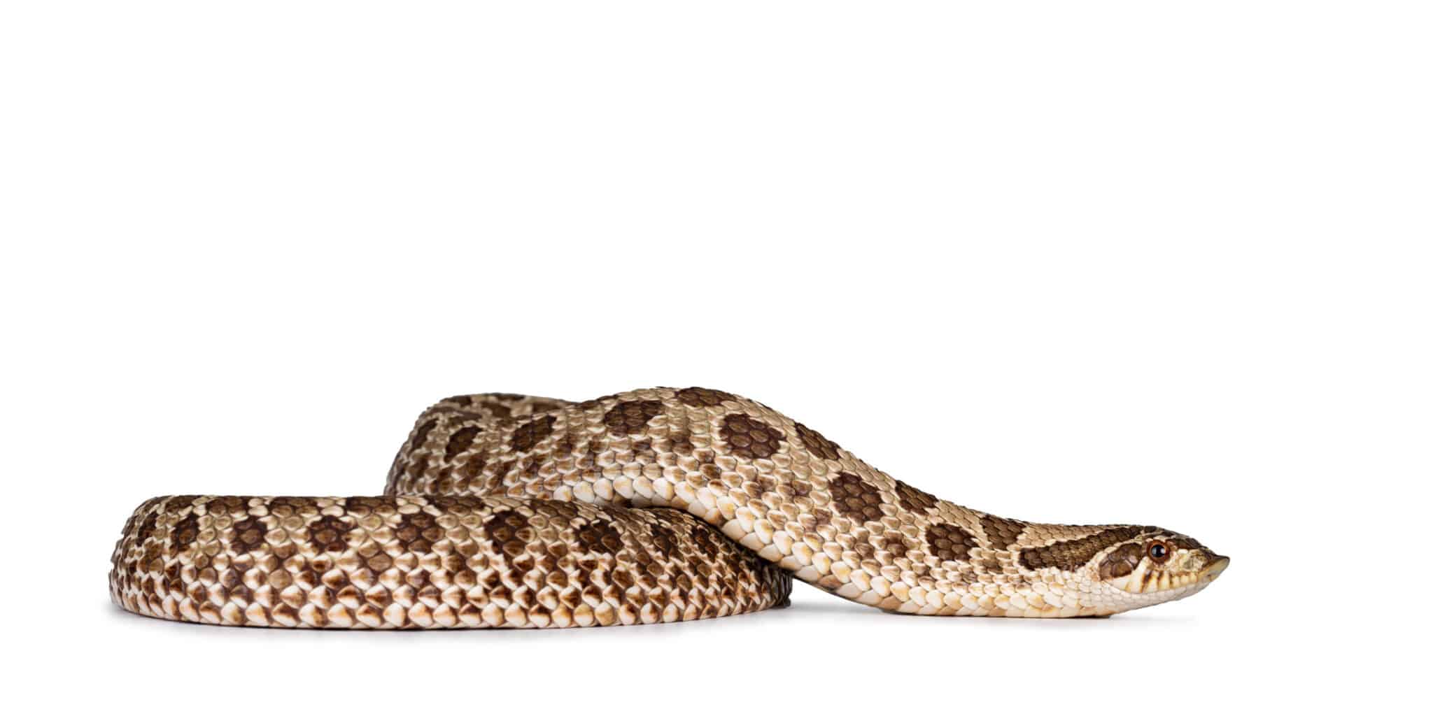 Western Hognose Snake Care Guide | Reptile School