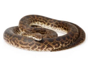 Spotted Python Care | How To Care For The Spotted or Children's Python