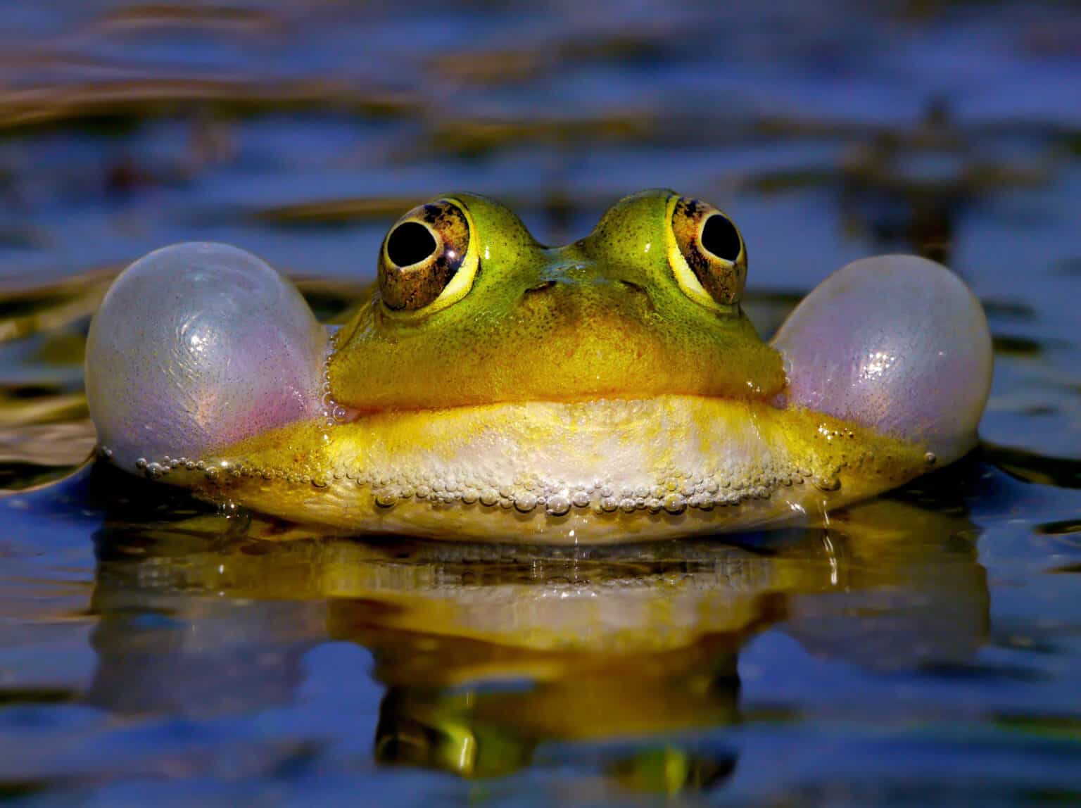 Why Do Frogs Croak? - Reptile School