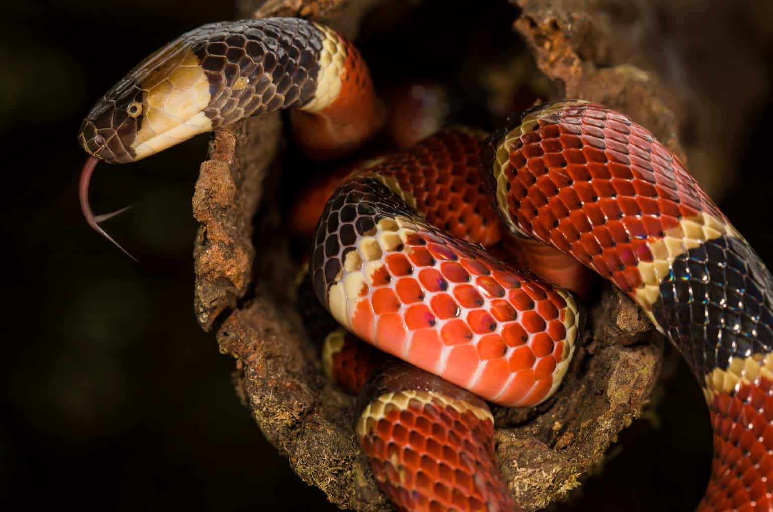 Are Coral Snakes Venomous Or Poisonous? - Reptile School
