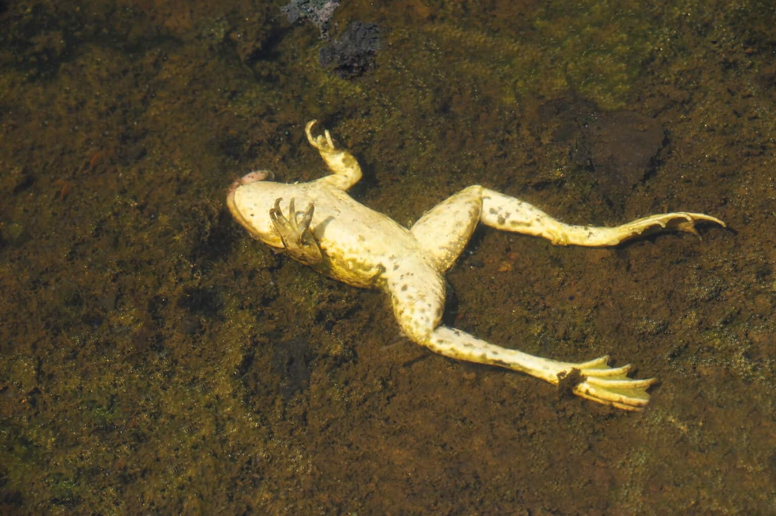 Can Frogs Drown? And How To Keep Frogs From Drowning