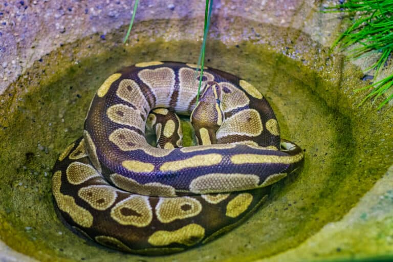 Can Ball Pythons Swim? And How To Keep Them From Drowning