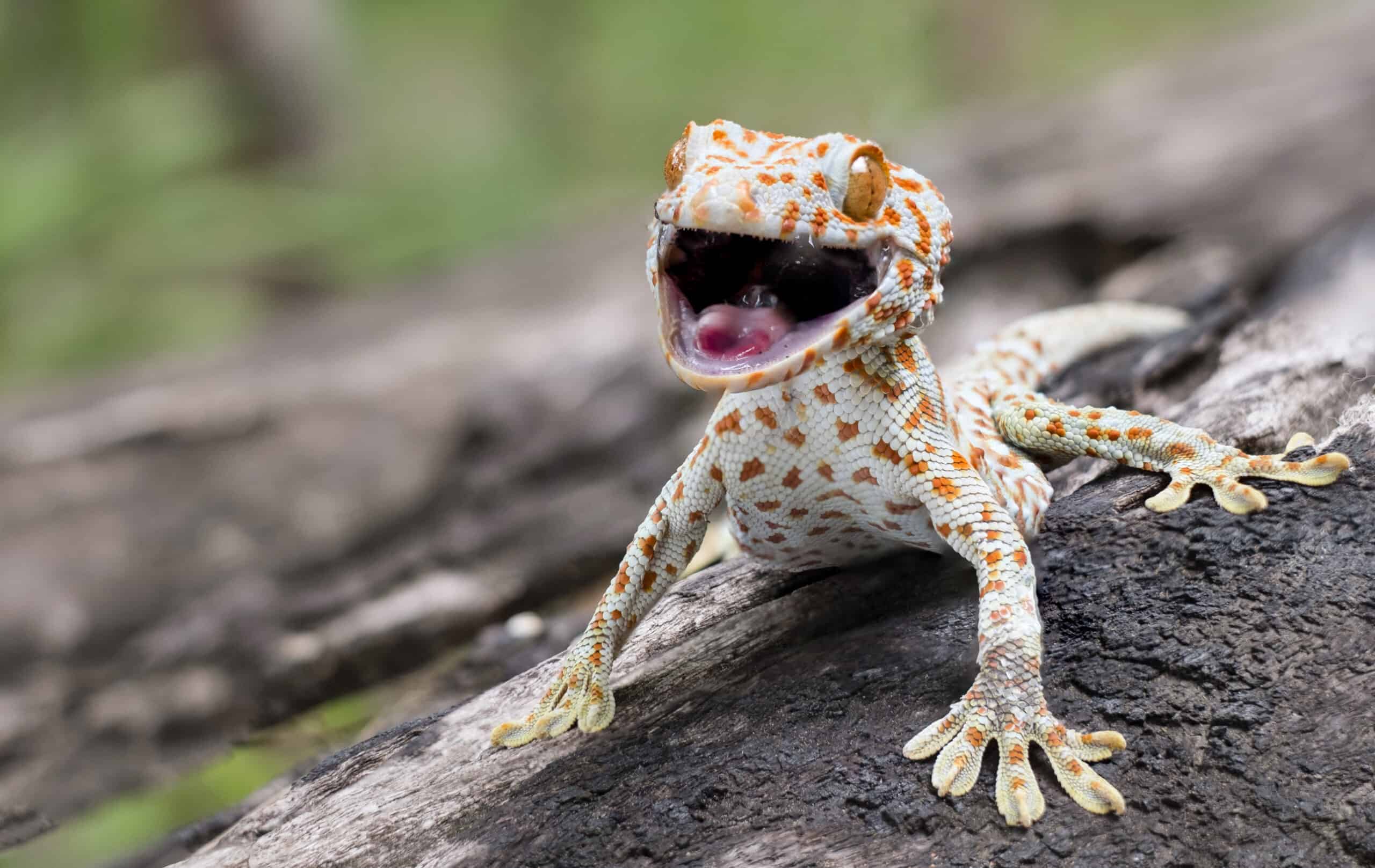 Lizards Vs Geckos Are Geckos The Same As Lizards 