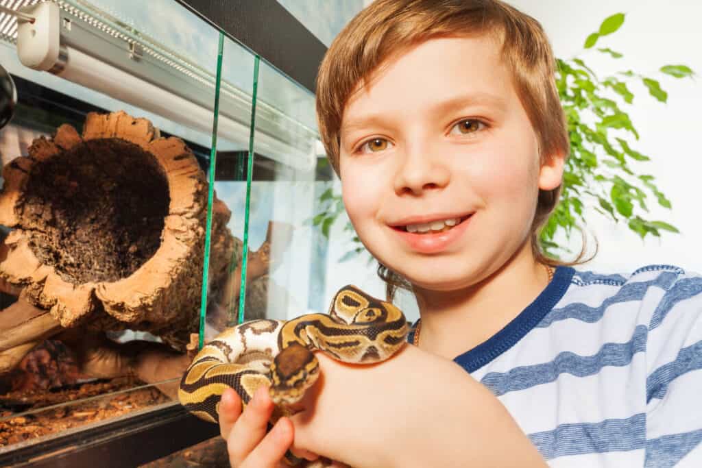 Ball Python Temperament Are Ball Pythons Friendly Reptile School