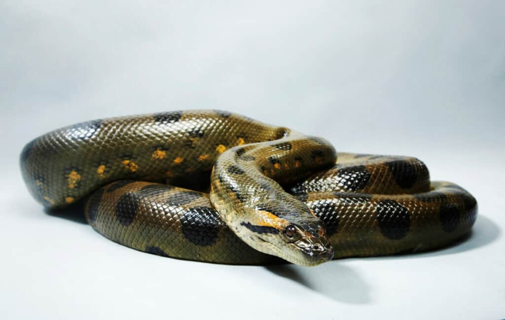 Anaconda Vs Python Are Anacondas The Same As Pythons 