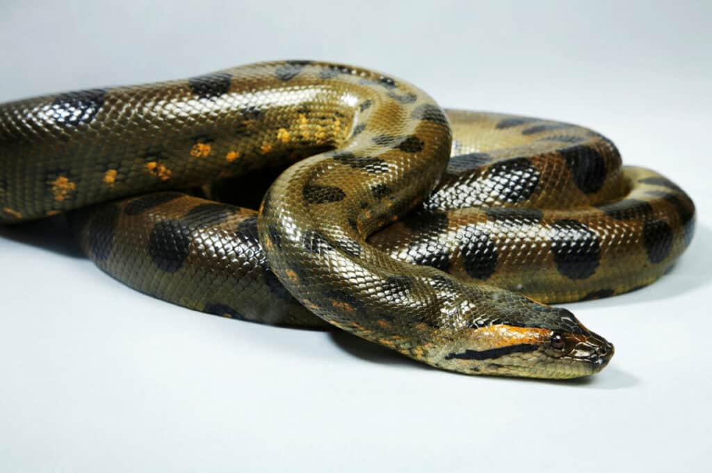 Can You Keep Anacondas as Pets? - Reptile School