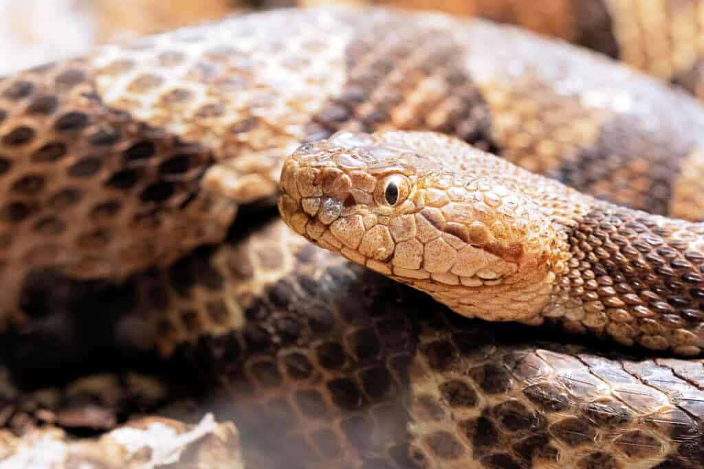 Are Copperheads Aggressive and Dangerous To Humans? | Reptile School