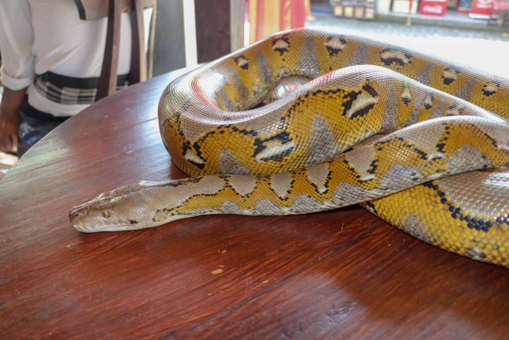 Anaconda Vs Python Are Anacondas The Same As Pythons 