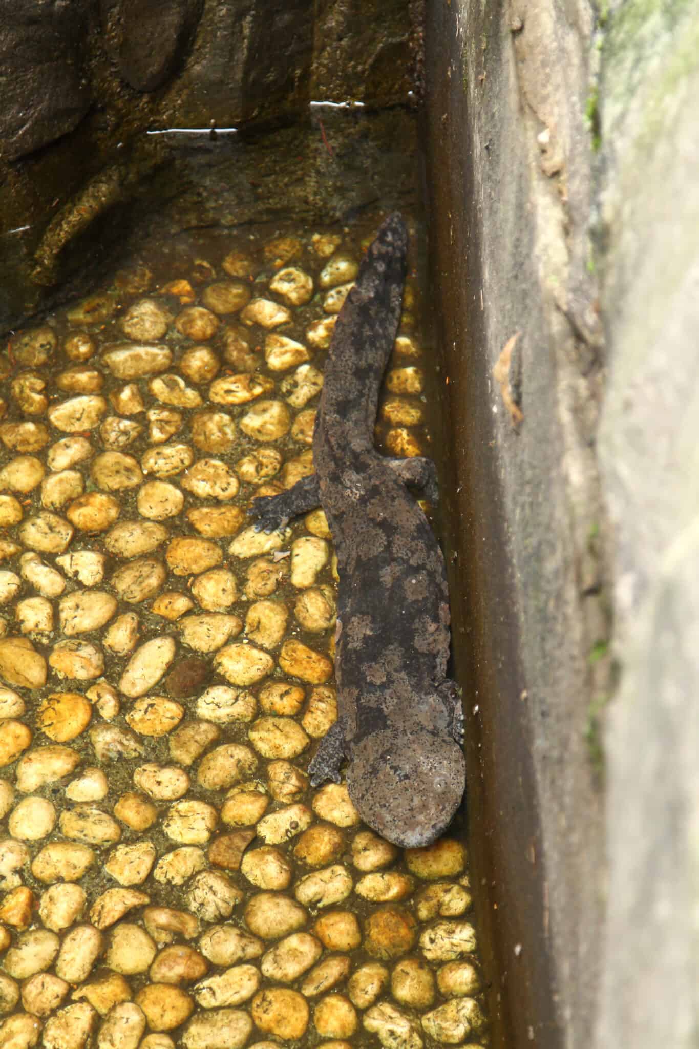 Salamander Size | How Big Do Salamanders Get?