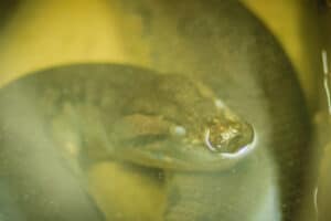 Can You Keep Anacondas as Pets? - Reptile School