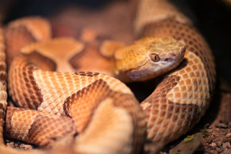 Are Copperheads Venomous or Poisonous? - Reptile School