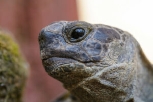 Can Tortoises Hear? | The Hearing Ability Of Tortoises May Surprise You