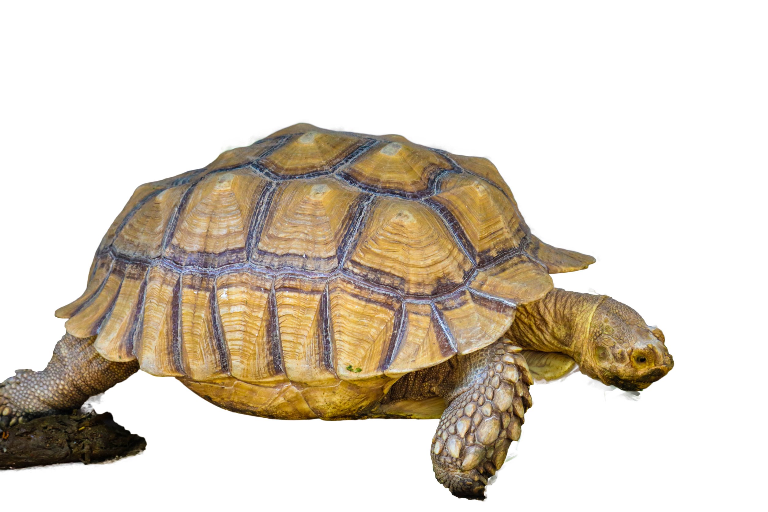 Are Tortoises Reptiles Reptile School
