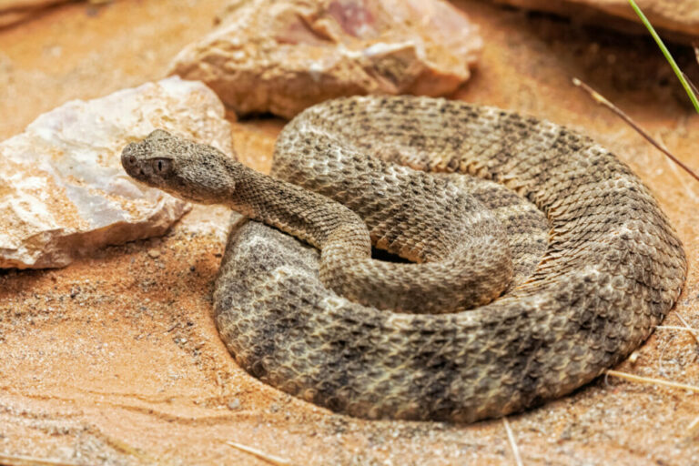 How Venomous Are Rattlesnakes? | Reptile School