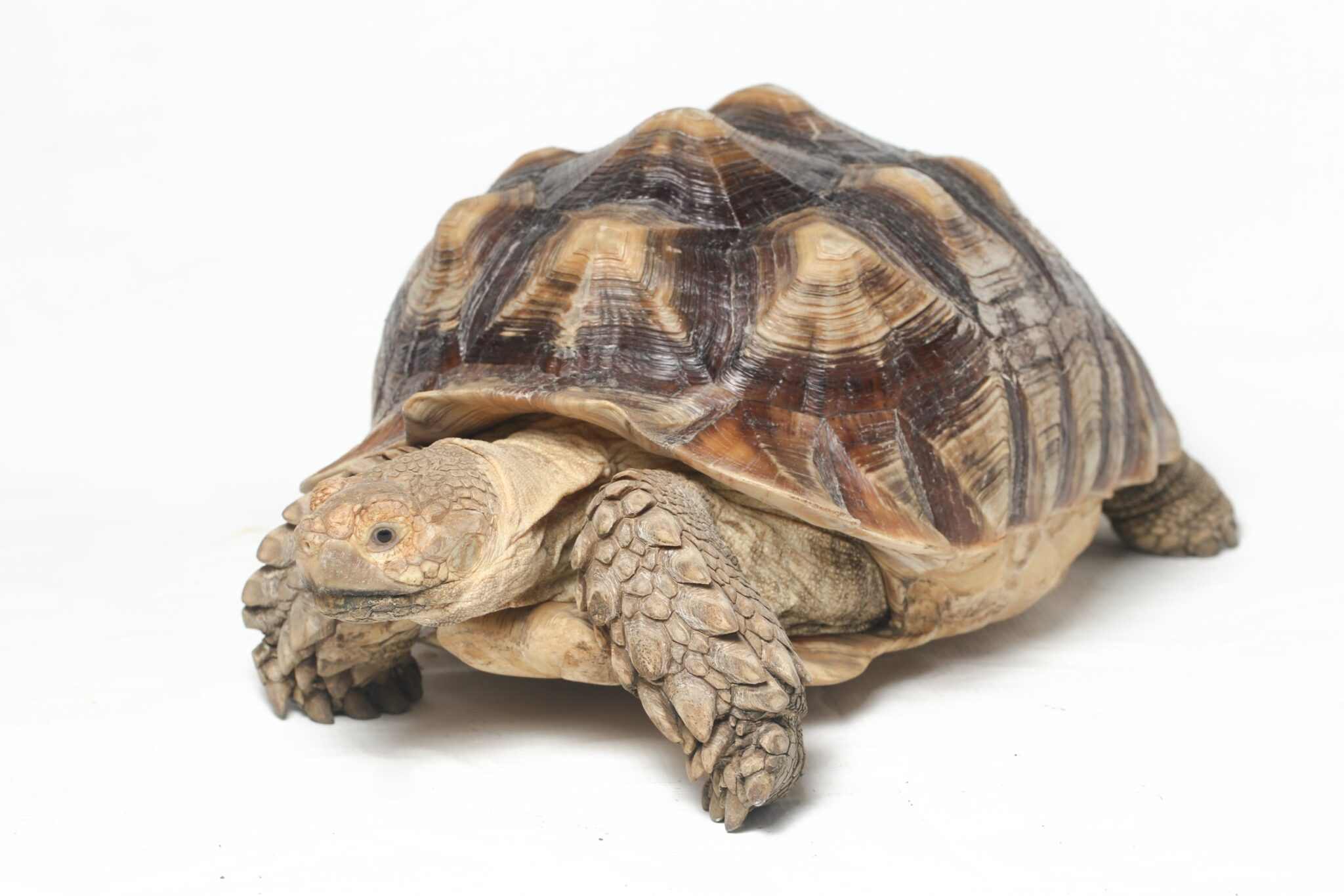Are Tortoises Reptiles? | Reptile School