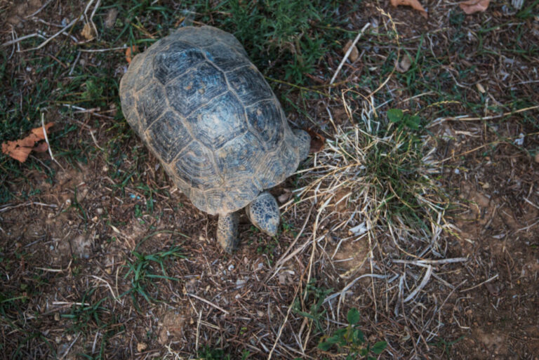 Can Tortoises Hear? | The Hearing Ability Of Tortoises May Surprise You