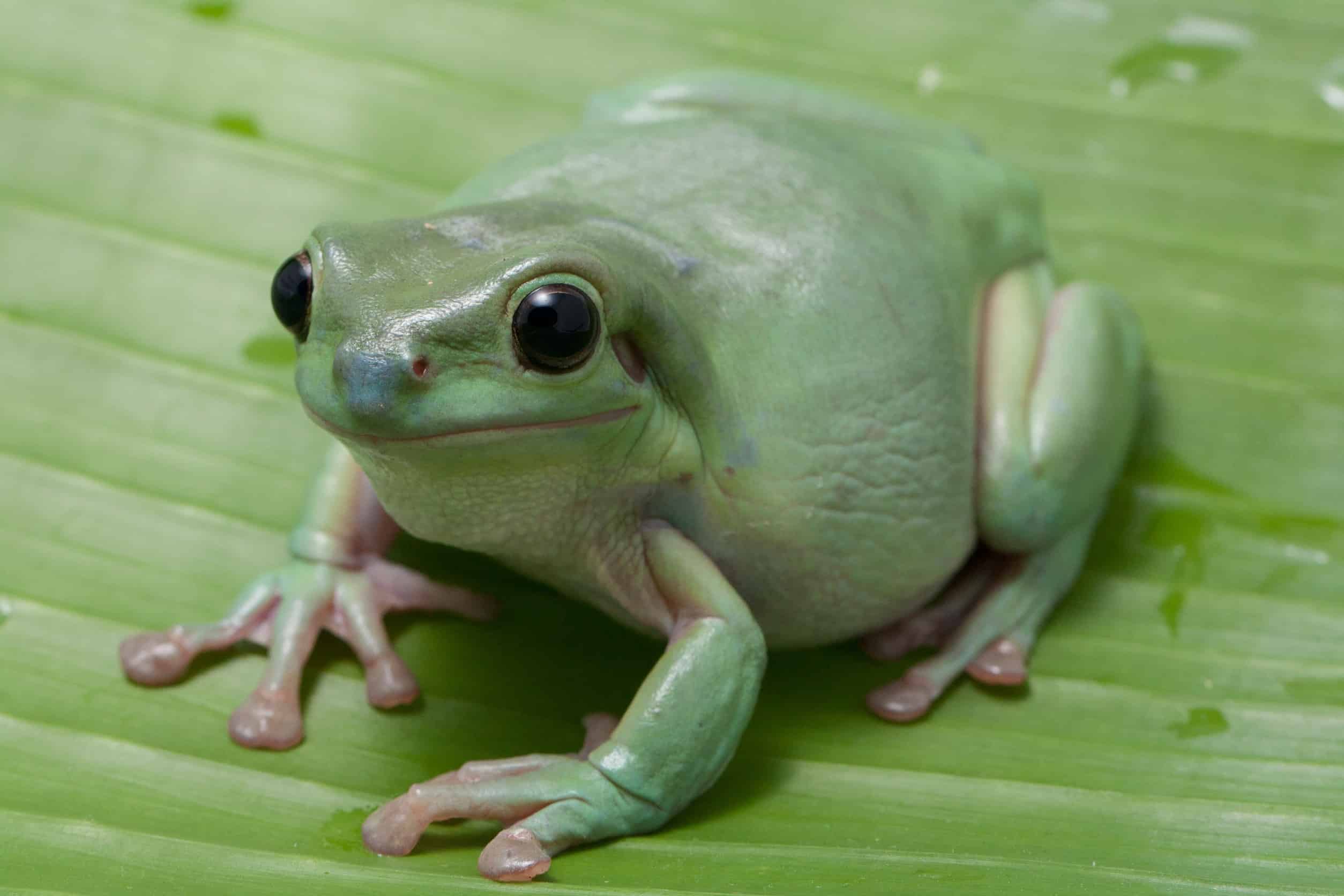 White s Tree Frog Diet What Do White s Tree Frogs Eat Reptile School